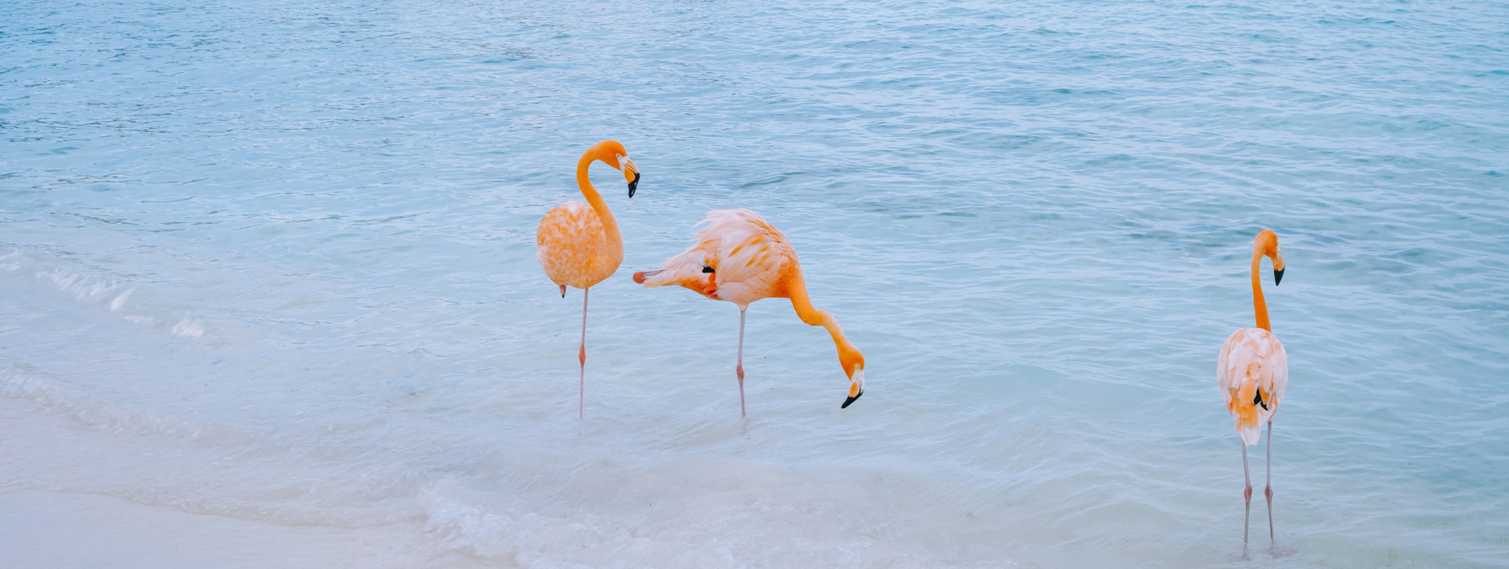 Aruba - Going Places Travel