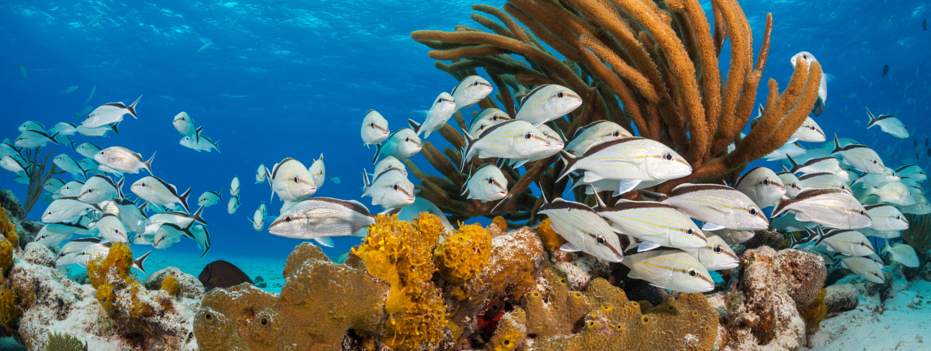 Exumas Islands, Bahamas - Going Places Travel